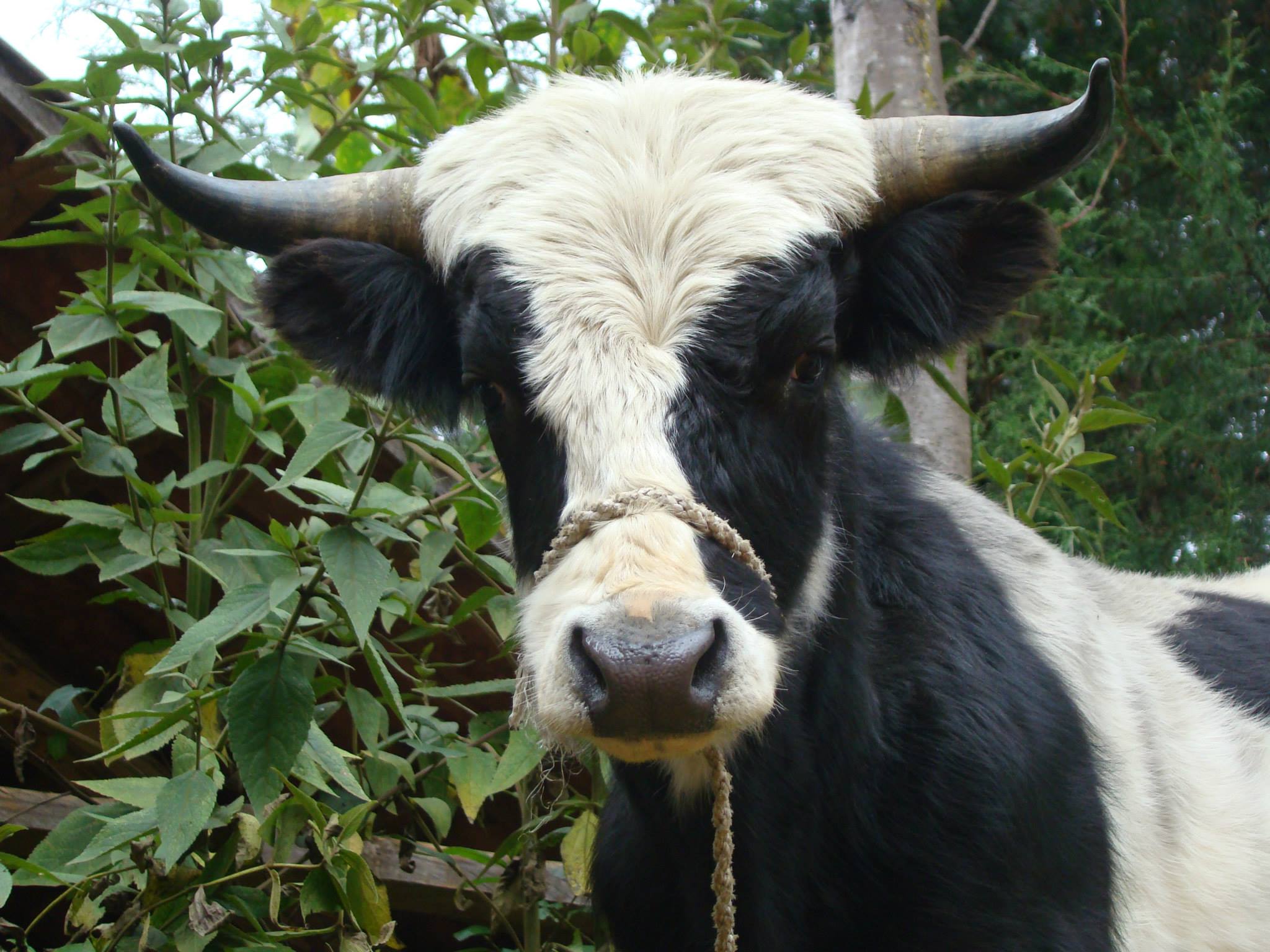 Bos taurus – Gabinete de Estudios Zooarqueológicos